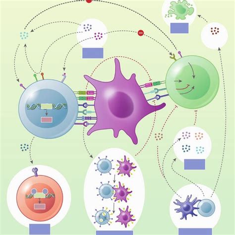 Mechanisms Of Regulatory T Cell Dysfunction Cell Mechanisms Download Scientific Diagram