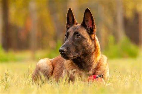 Fawn Belgian Malinois Puppy