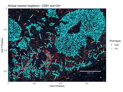 Computing Inter Cellular Distances Phenoptr