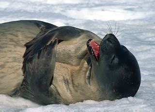 Save The Seals Different Types Of Seals