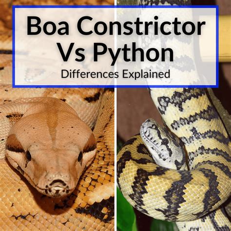 Boa Constrictor Vs Python Differences Explained