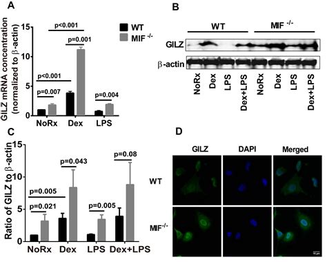 Macrophage Migration Inhibitory Factor Inhibits The Antiinflammatory