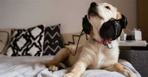 how do voice ai agents work picovoice