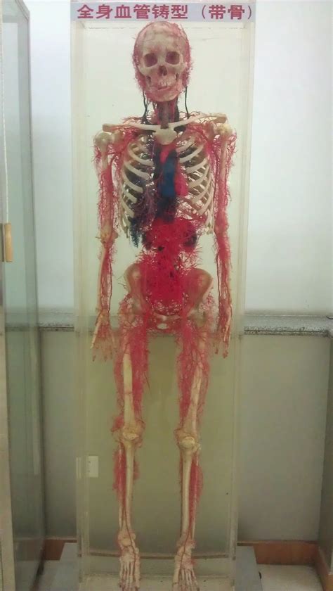 Shahir Saleh A Morning In Xian Jiaotong University Anatomy Museum