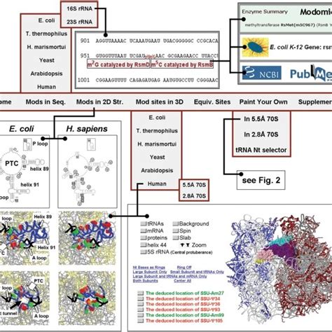 The Positions Of The Modified Nucleotides In The Rrna Of Several