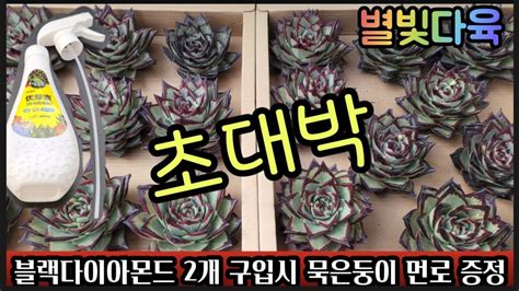 2024년1월16일블랙다이아몬드귀한선인장 정교환 수입선인장 초대박가성비 좋은 선물히트상품 Youtube