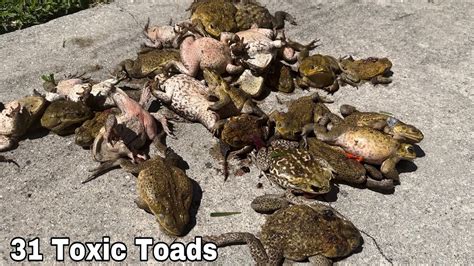 I Was Hired To Remove Thousands Of Poisonous Cane Toads From Taking