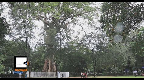 အျပာေရာင္ကမၺည္းတပ္ဆင္လိုက္တဲ့ ႏွစ္ ၁ဝဝ ေက်ာ္ သစ္ပုပ္ပင္ Youtube