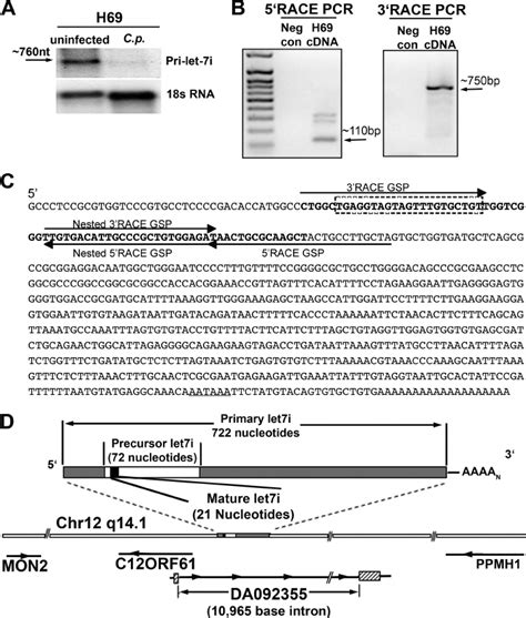Identification Of The Primary Let 7i Transcript A Northern Blot For