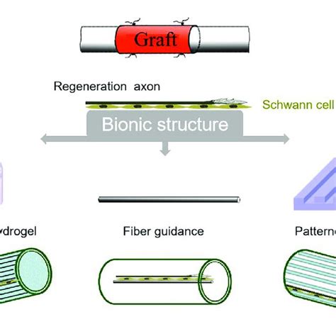 strategies for constructing bionic structures of grafts download
