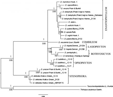 Bayesian Tree Of Dioscorea Dataset Matk Rbcl Atpb Rbcl And Ndhf