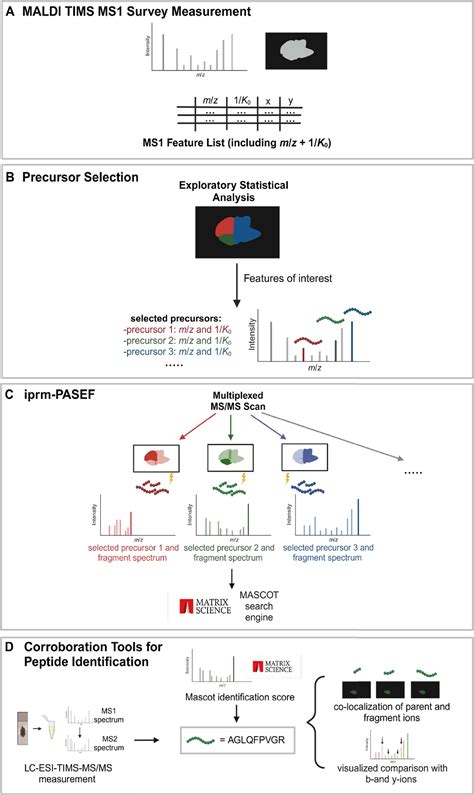 Spatial Proteomics By Parallel Accumulation‐serial Fragmentation Supported Maldi Ms Ms Imaging