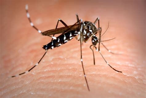 Free Picture Aedes Albopictus Mosquito Asian Tiger Mosquito