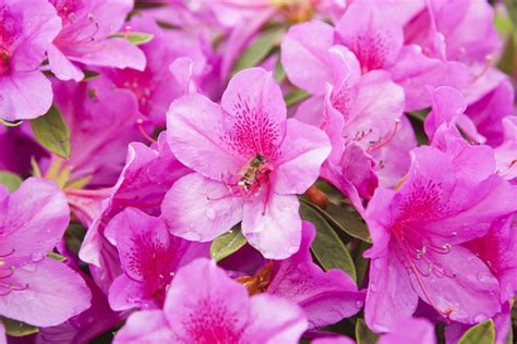 List Of Dwarf Azaleas
