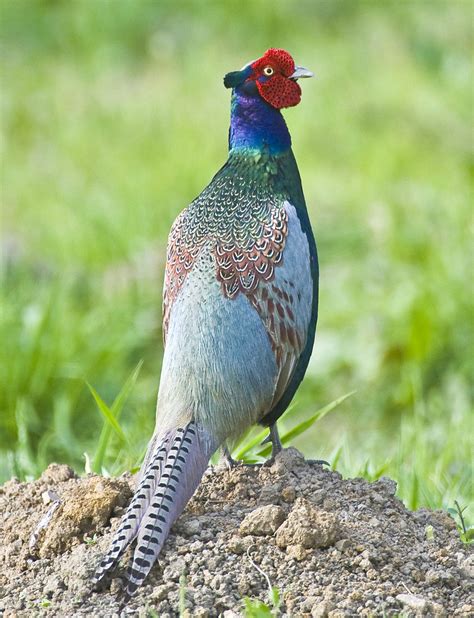 Japanese Green Pheasant In Spring A Dorsal View Copyright Flickr