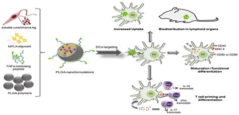Recent Advances in Peptide-Loaded PLGA Nanocarriers for Drug Delivery and Regenerative Medicine