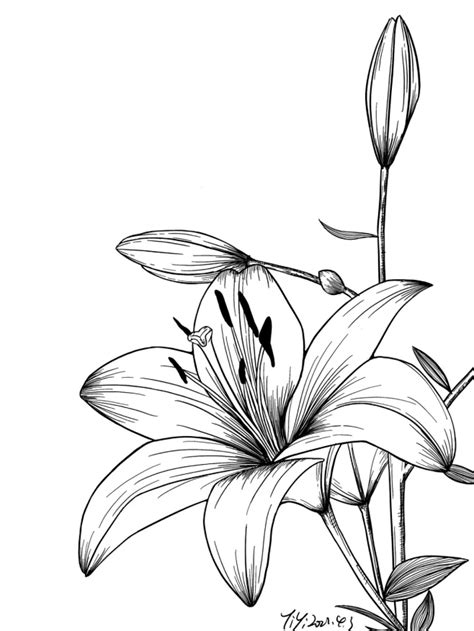 控笔训练 32 100。 笔刷：工作室画笔 百合花 写生 Procreate 黑白线稿 手绘插画 黑白装饰画 花瓣网