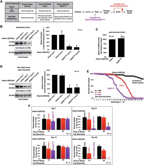 Mutating Ubs2 Of Pathogenic Ataxin 3 Increases Its Toxicity A Download Scientific Diagram