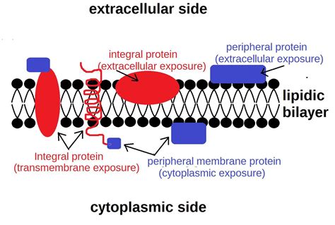Peripheral Proteins