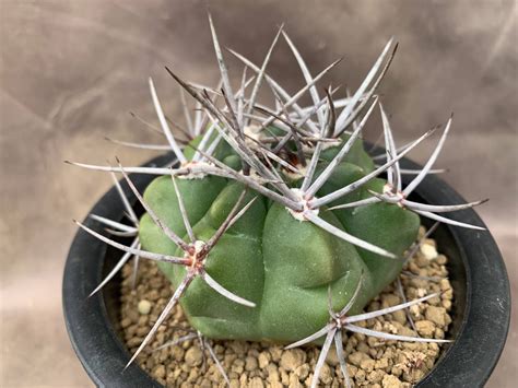 Yahooオークション サボテン・多肉植物 A51 黒豹玉