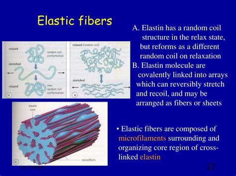 Elastic Fibers Diagram