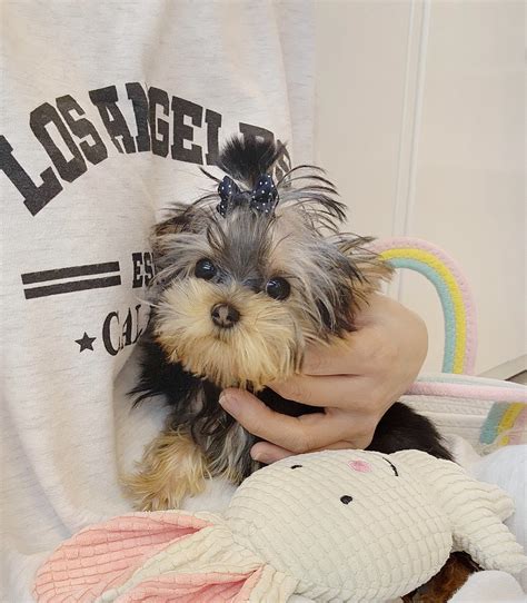 싸개싸개 무료강아지분양사이트