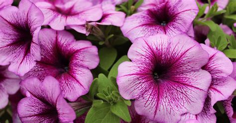 Petunia Growing And Care Guide The Garden Magazine