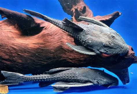 For Sale L193 Black Devil Pleco ~18