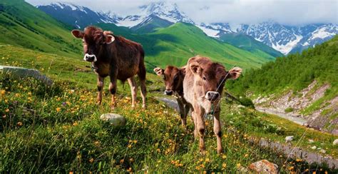Factors That Affect Calving Date