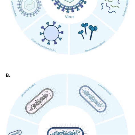 Conventional Self Amplifying Trans Amplifying And Circular Rna