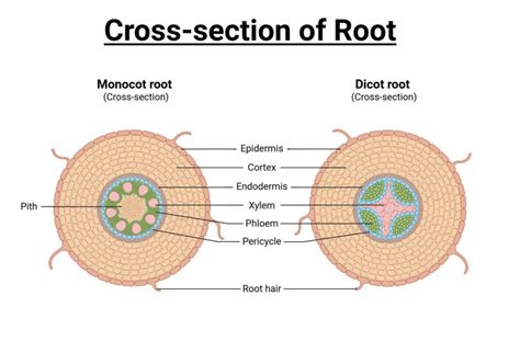 Plant Roots Structure Types And Essential Functions