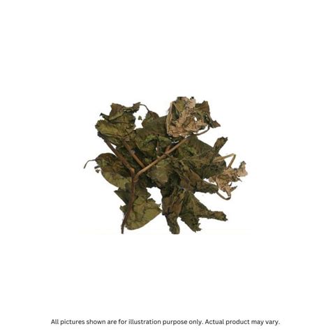 Chou Wu Tong 臭梧桐 600g Chinese Herbs Online