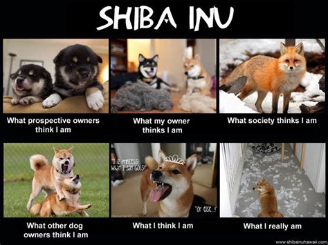 I Am Shiba