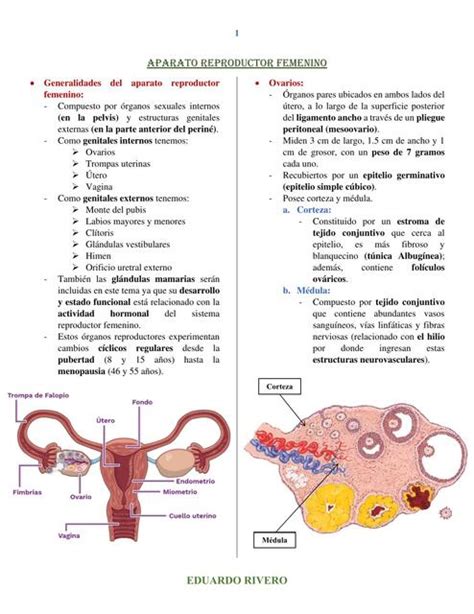 Sistema Femenino Udocz
