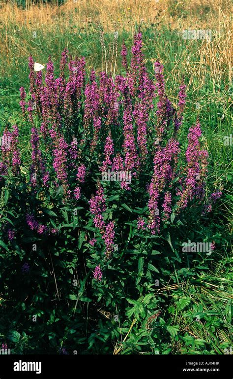 Botany Loosestrife Lythrum Purple Loosestrife Lythrum Salicaria