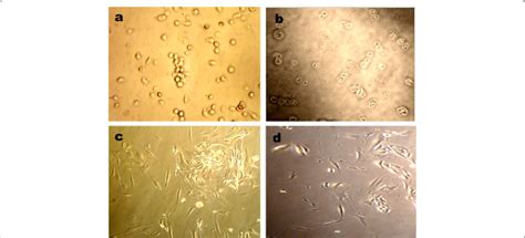 Breast Cells Obtained From The Normal Breast Tissues Primary Breast