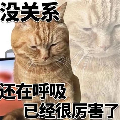 猫猫表情包 花瓣网