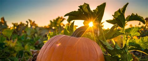 ბორნ სოფქიმია