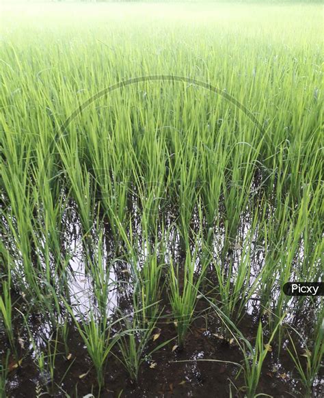 Image Of Pady Plant Wallpaper Hn552361 Picxy