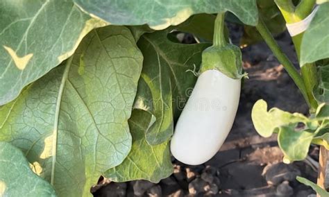 White Eggplant Growing On A Vegetable Bed In The Garden Stock Image