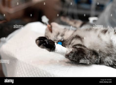cat under general anesthesia on the operating table. Pet surgery Stock Photo - Alamy