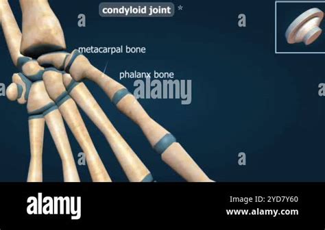 Examples Of Condyloid Joints Stock Videos And Footage Hd And 4k Video Clips Alamy