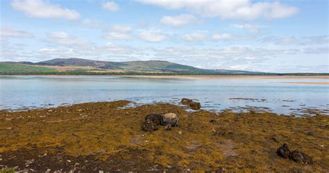 Discover the breathtaking Loch Fleet in the Scottish Highlands