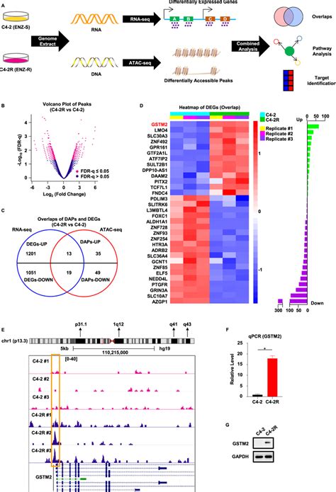 Integrative Analysis Of Rna Seq And Atac Seq Indicates Critical Role Of Download Scientific