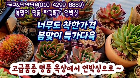 쪼꼬다육 봄맞이 특가다육 옥상에서 언박싱 고급종 사이즈도 좋아요링컬마리아금군생 피델리오 캔버라마리아철화 로라클론등