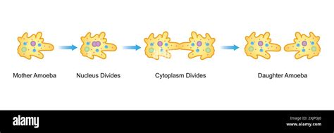 Amoeba Binary Fission Illustration Stock Photo Alamy