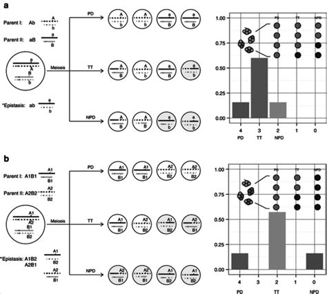 Phenotypic Segregation Pattern And Tetrad Type Distribution In The Download Scientific Diagram