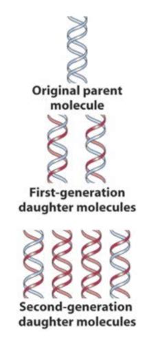 DNA Replication And Mutation Flashcards Quizlet