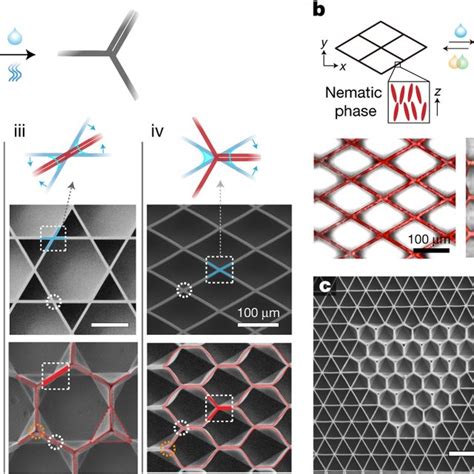 Liquid Induced Topological Transformations Of Cellular Microstructures Request Pdf