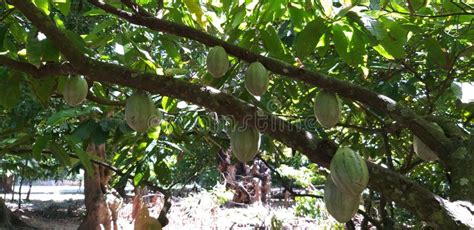 Cocoa Tree With Many Fruits Green Cocoa Beautiful Cacao Tree Stock Photo Image Of Beautiful